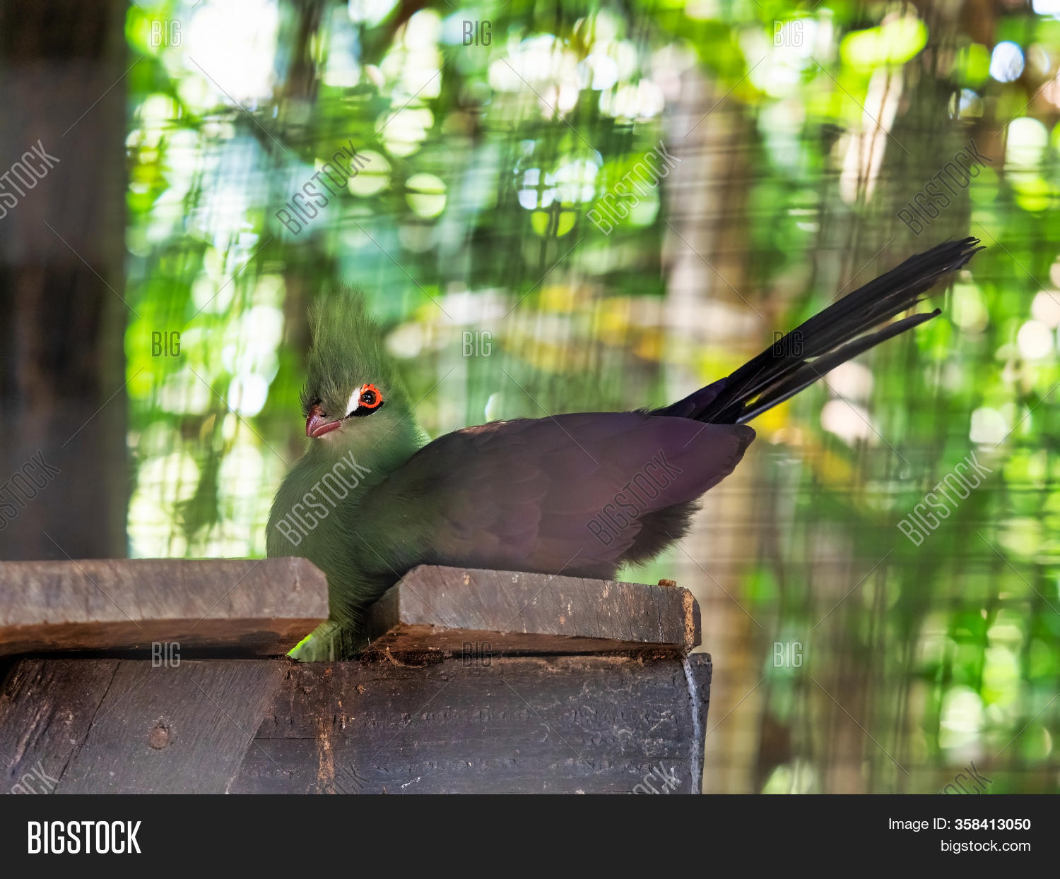 Closeup Green Turaco Image & Photo (Free Trial) | Bigstock