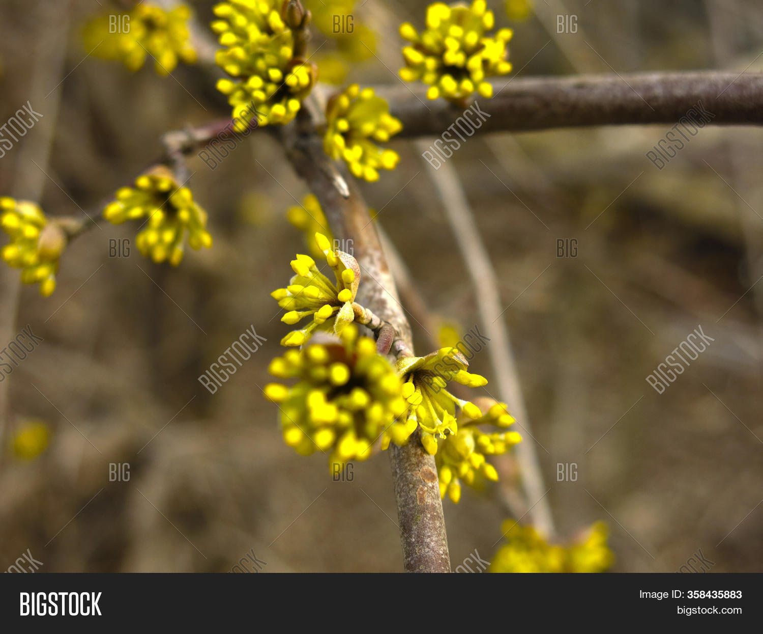 Shrub Small Yellow Image & Photo (Free Trial) | Bigstock
