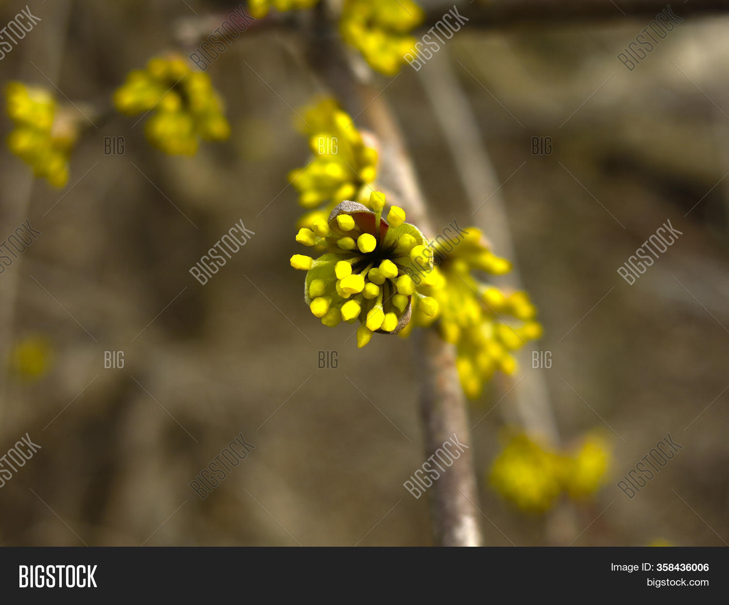 Shrub Small Yellow Image & Photo (Free Trial) | Bigstock
