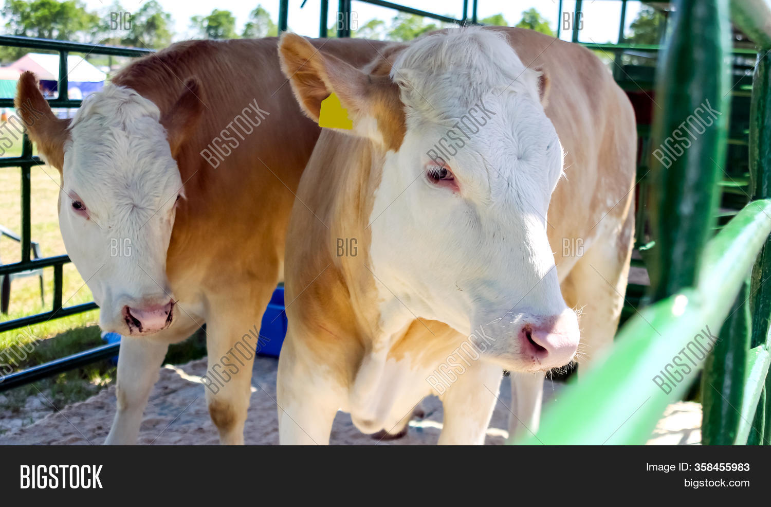 Young Cow Danish Breed Image & Photo (Free Trial) | Bigstock