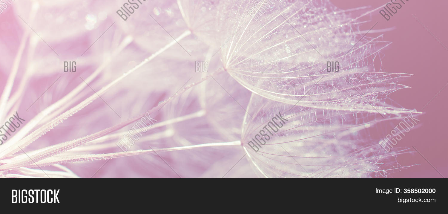 Beautiful Dew Drops On Image & Photo (Free Trial) | Bigstock