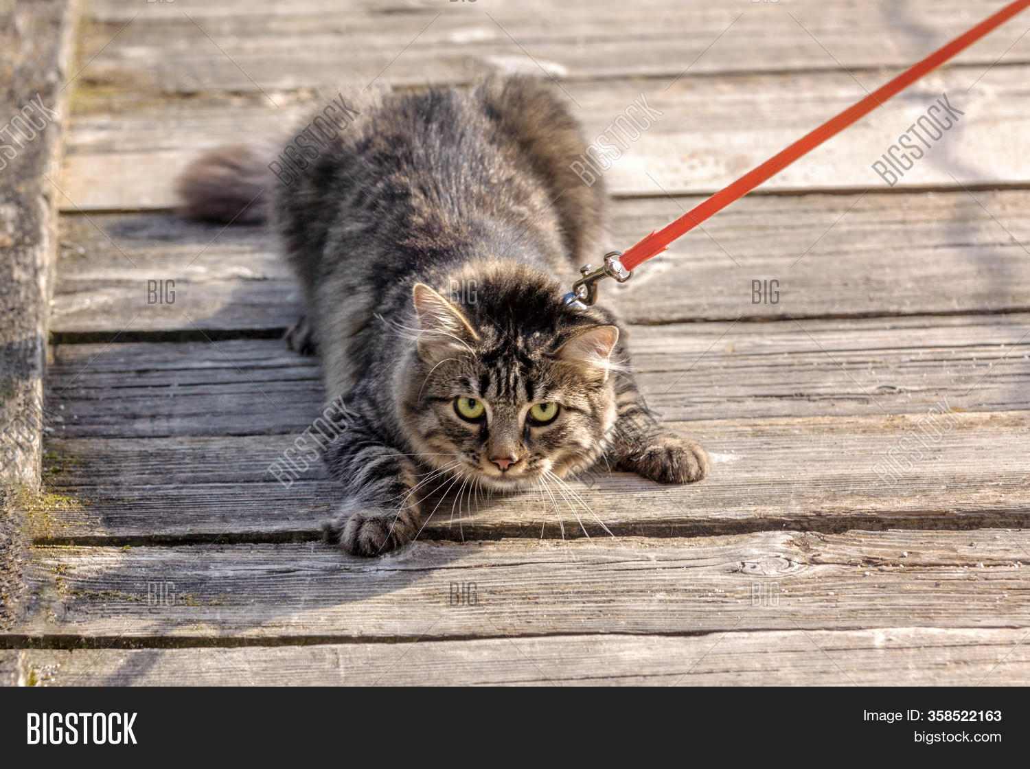 Fluffy Gray Cat Scared Image & Photo (Free Trial) | Bigstock