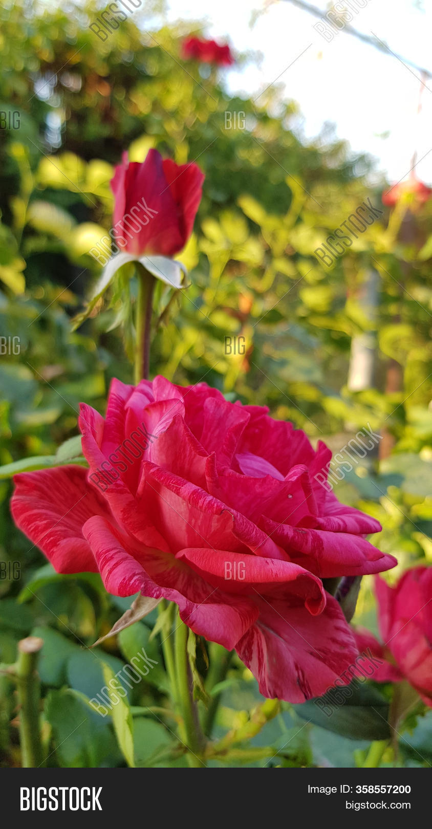 Side View Rose