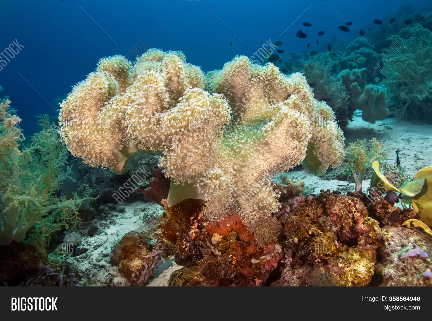 Soft Coral Family Image & Photo (Free Trial) | Bigstock