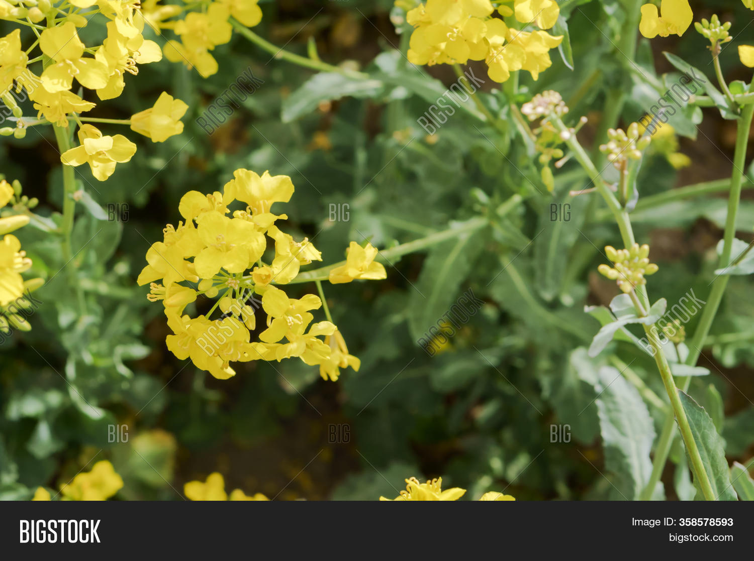 Sowing Crops Rapeseed Image & Photo (Free Trial) | Bigstock