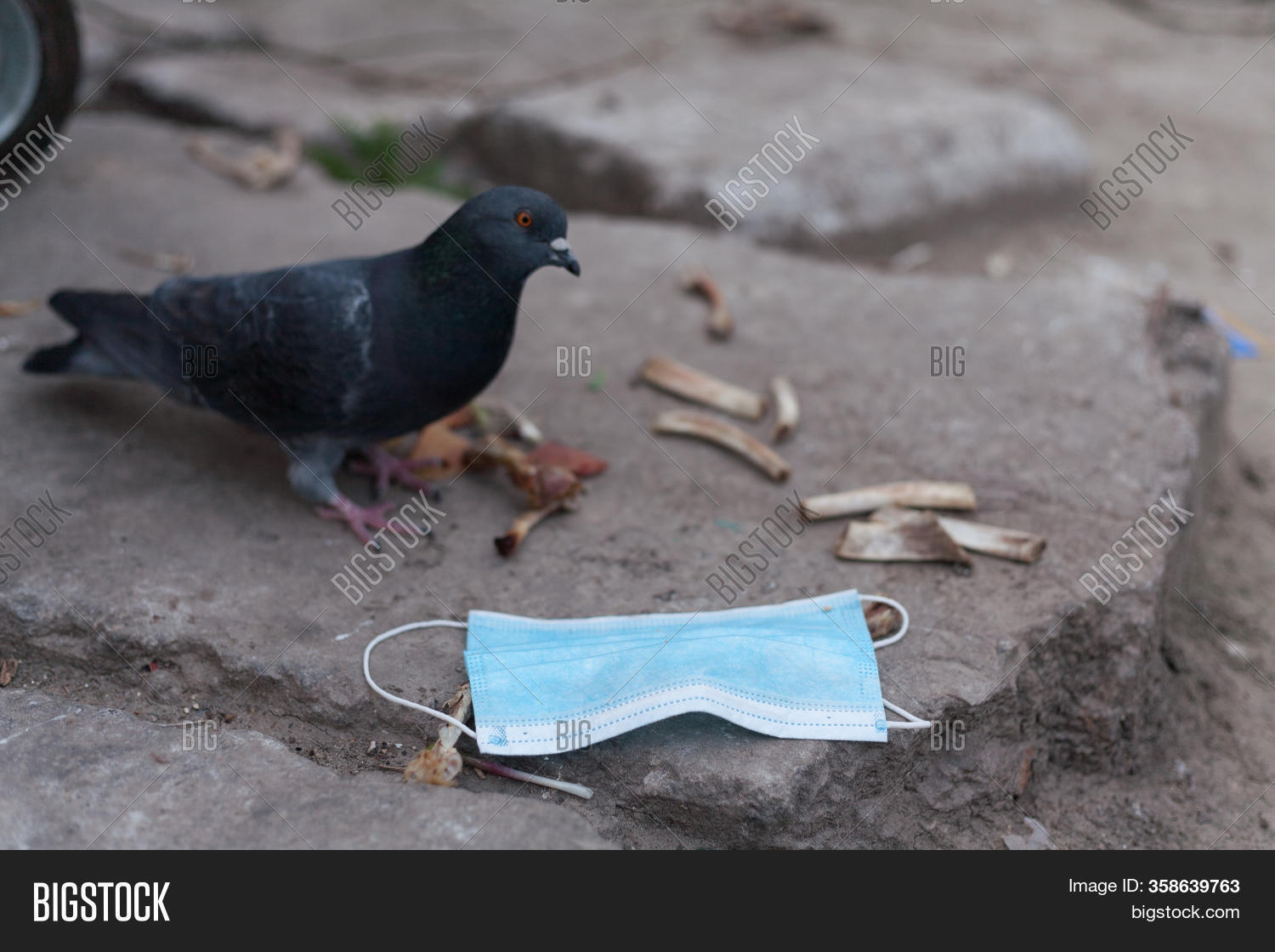Medical Mask Bird Image & Photo (Free Trial) | Bigstock
