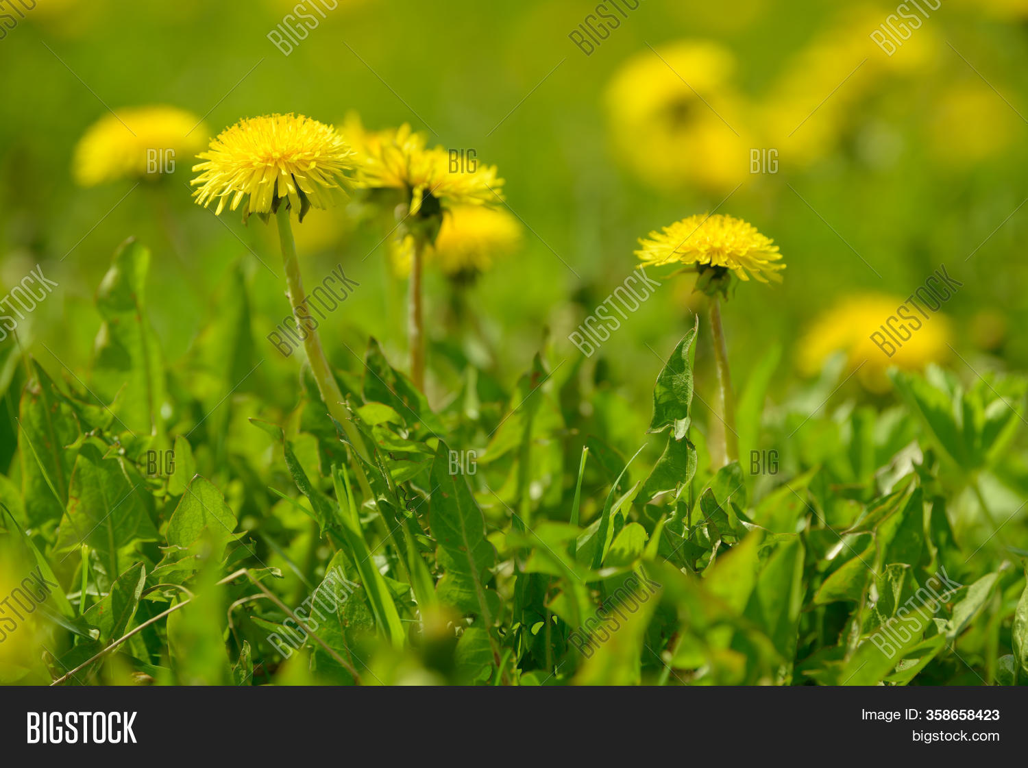 Yellow Dandelion Image & Photo (Free Trial) | Bigstock
