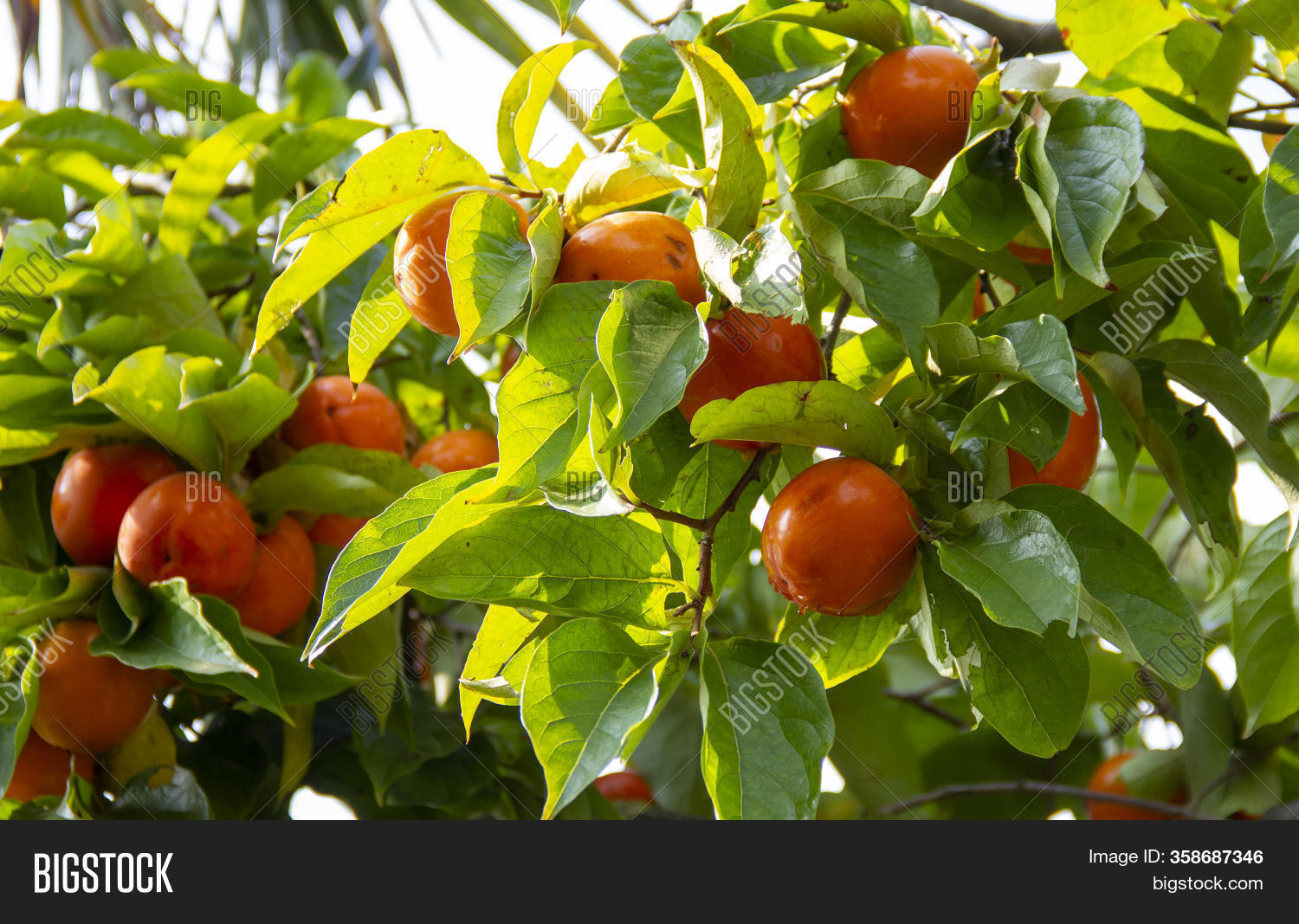 Persimmon Tree Image & Photo (Free Trial) | Bigstock