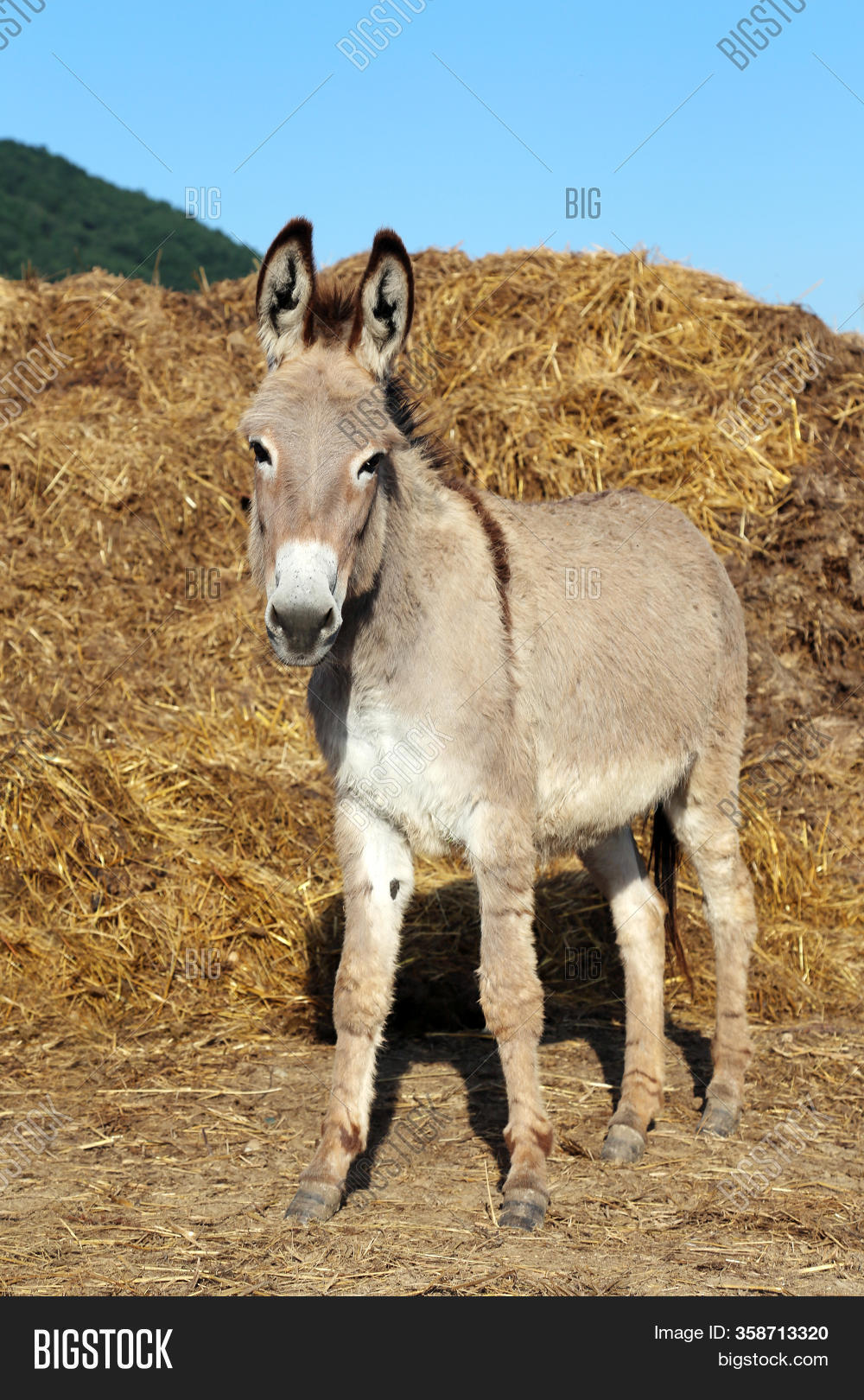 Donkey Outdoors Nature Image & Photo (Free Trial) | Bigstock