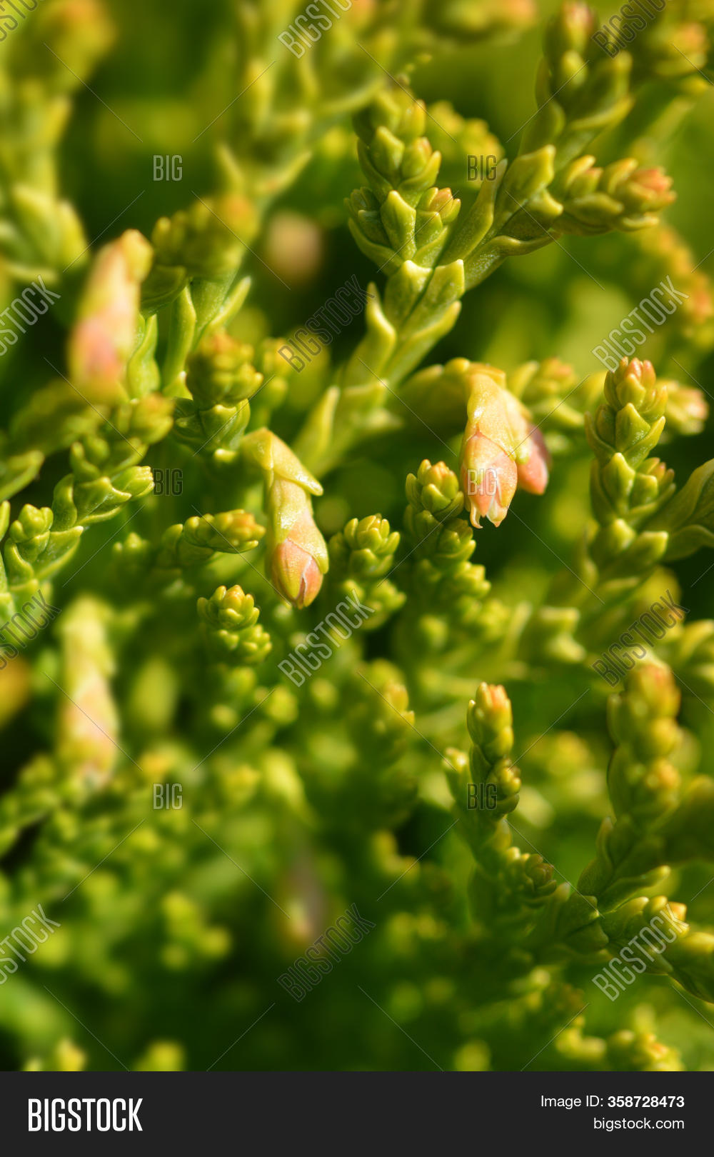 Dwarf Golden Oriental Image & Photo (Free Trial) | Bigstock