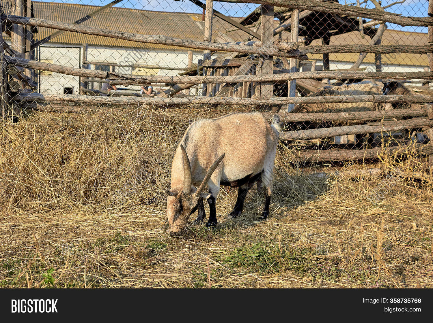 Goats On Farm. Farm Image & Photo (Free Trial) | Bigstock