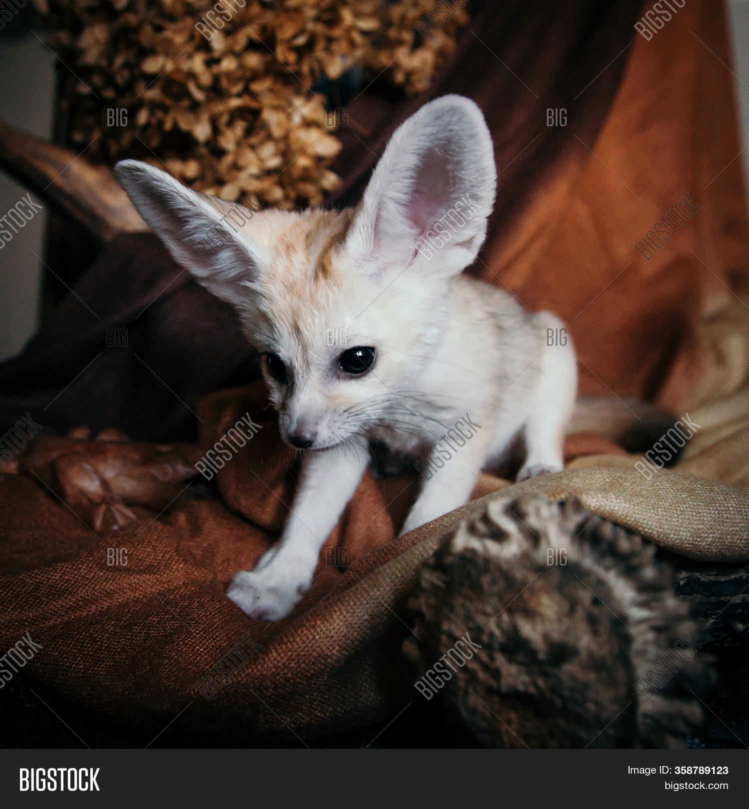 Pretty Fennec Fox Cub Image & Photo (Free Trial) | Bigstock