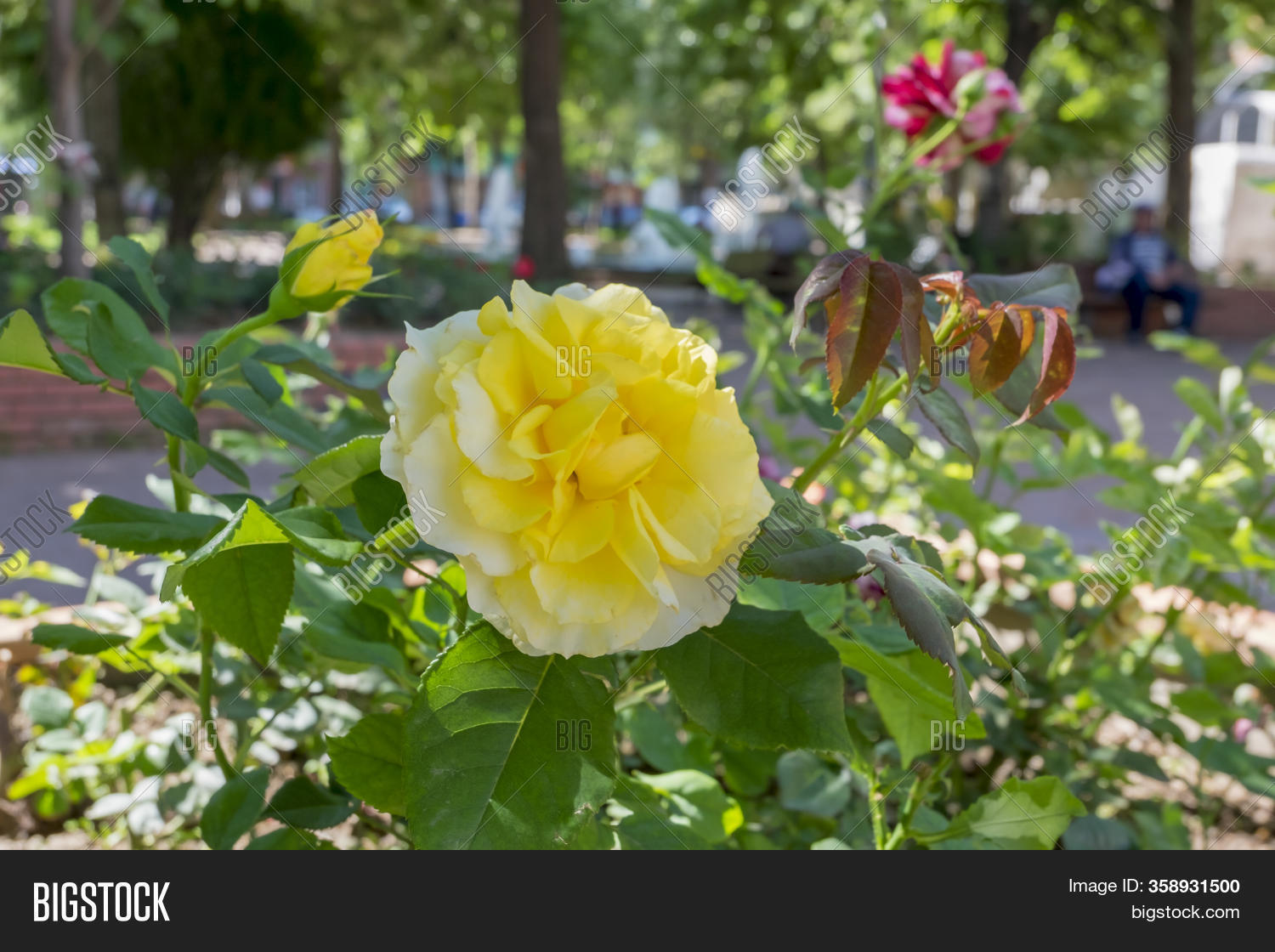 This Giant Yellow Rose Image & Photo (Free Trial) | Bigstock