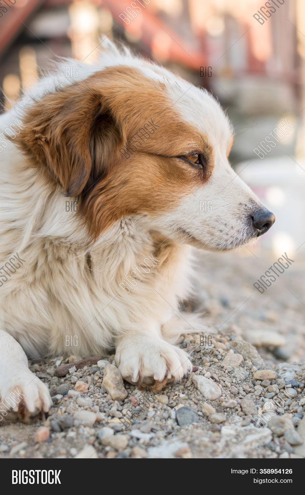 Portrait Happy Looking Image & Photo (Free Trial) | Bigstock