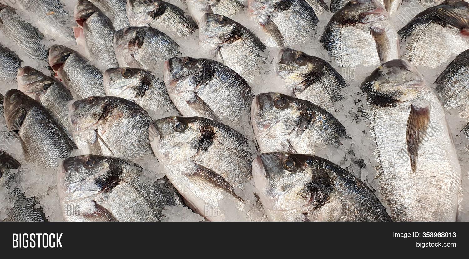 Whole Raw Fish Sparus Image & Photo (Free Trial) | Bigstock