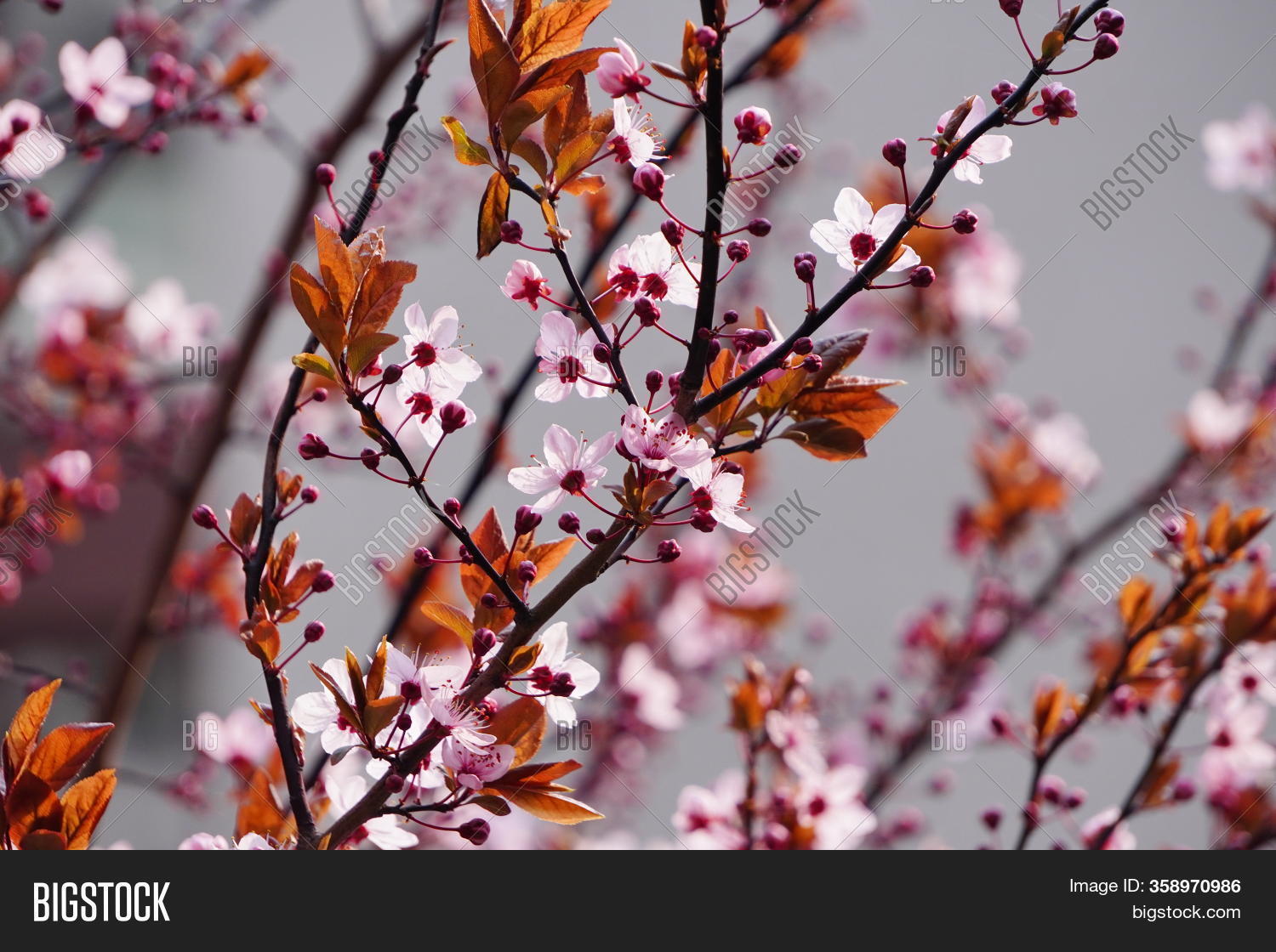 Floring Tree Red Pink Image & Photo (Free Trial) | Bigstock