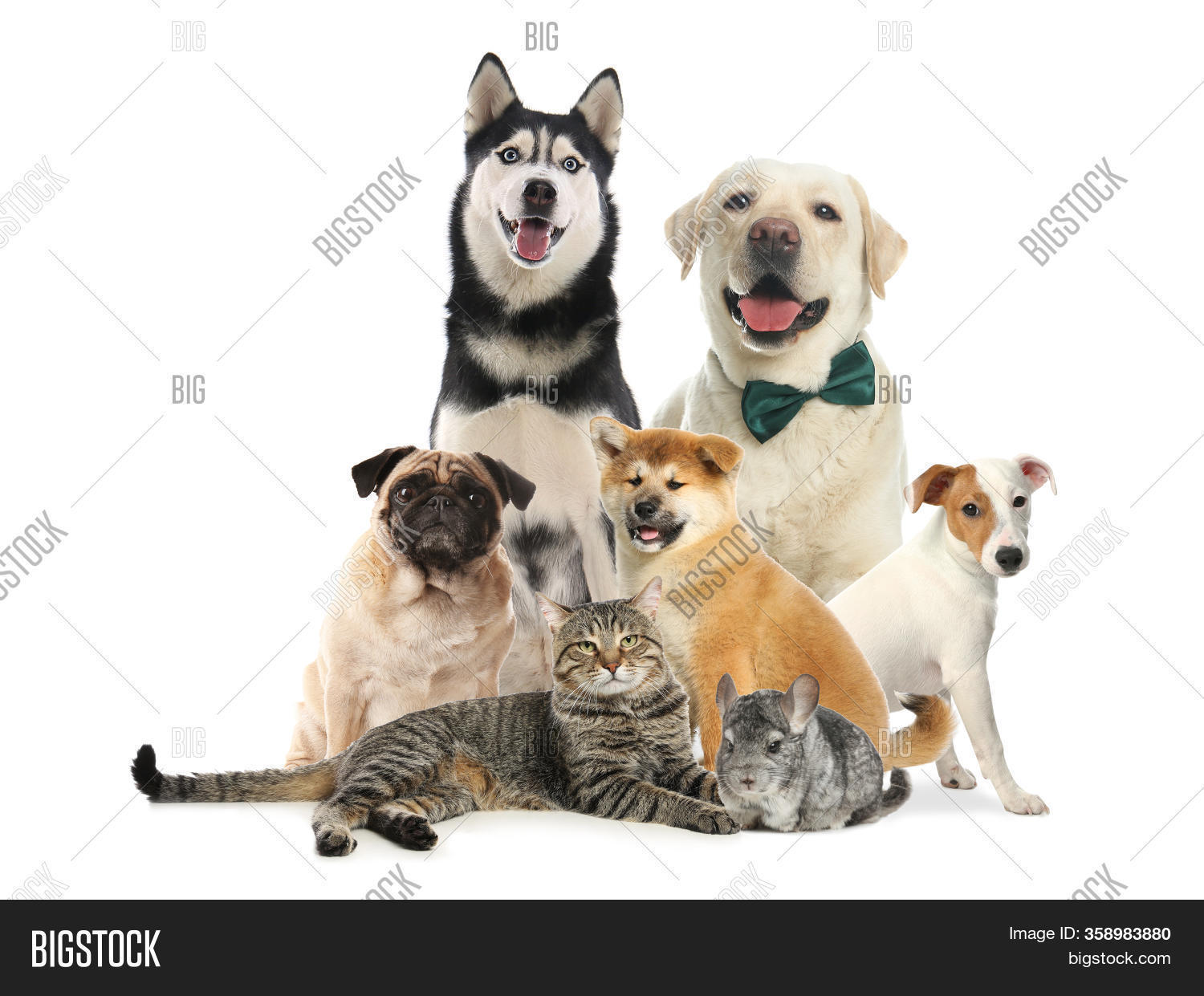 Group Different Pets Image & Photo (Free Trial) | Bigstock