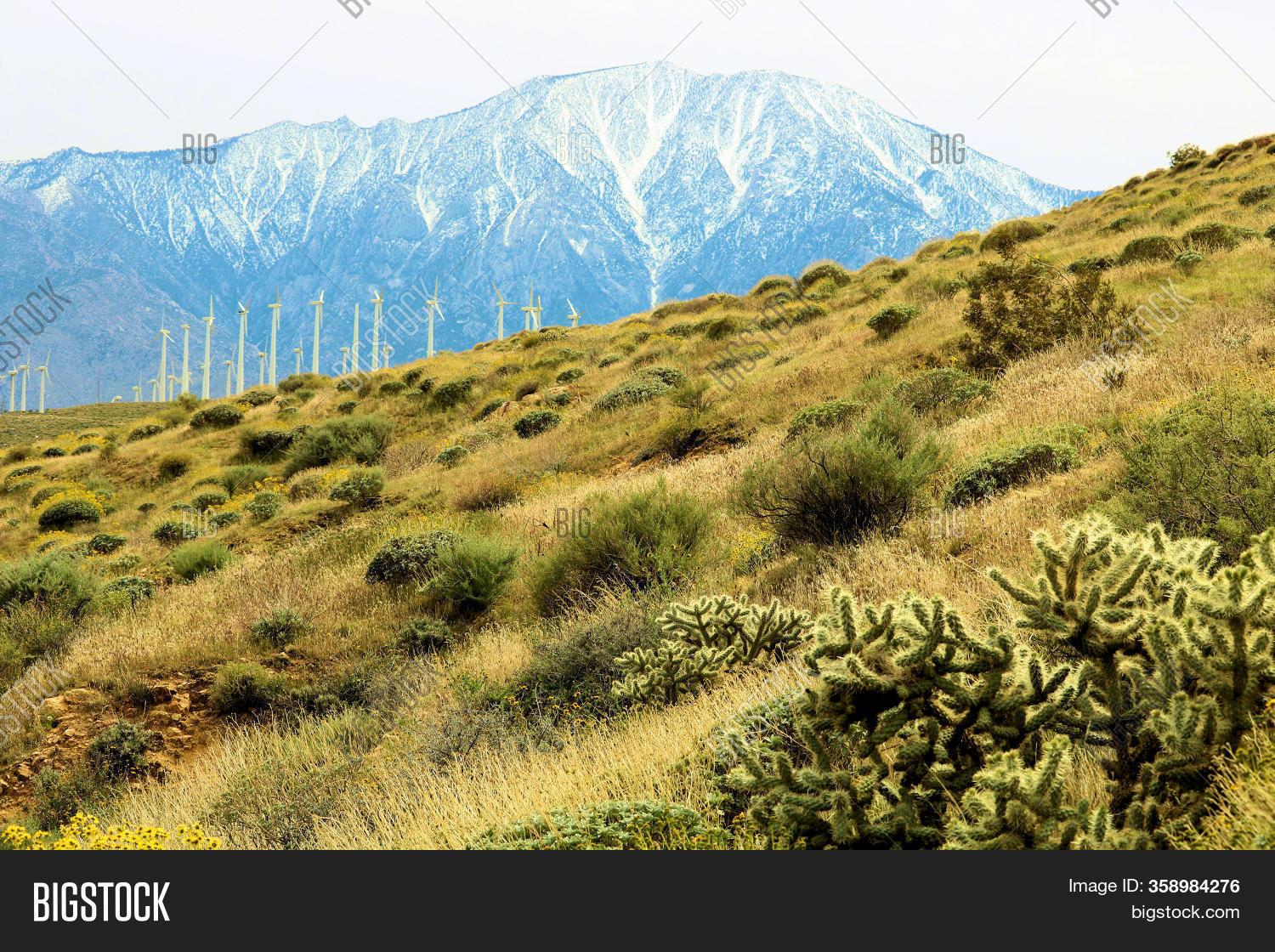 Chaparral Plants, Image & Photo (Free Trial) | Bigstock