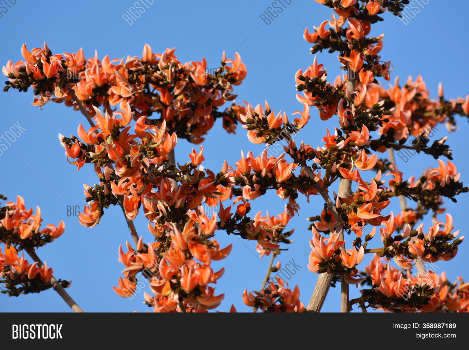 Butea Monosperma Image & Photo (Free Trial) | Bigstock
