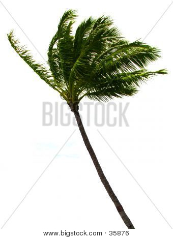 Palm Tree Cutout Image & Photo (Free Trial) | Bigstock