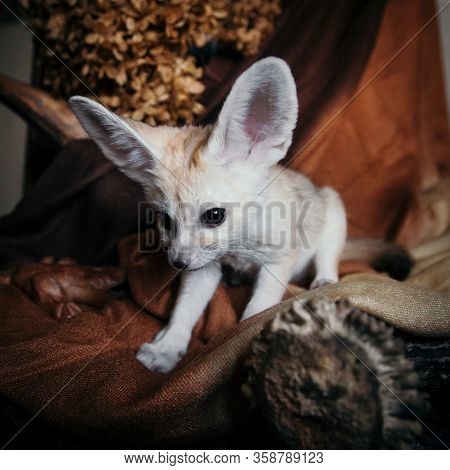 Pretty Fennec Fox Cub Image & Photo (Free Trial) | Bigstock