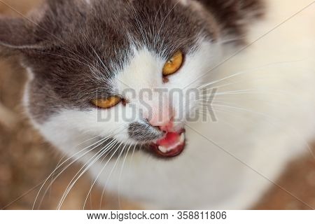 Portrait Mad Cat Close Image & Photo (Free Trial) | Bigstock