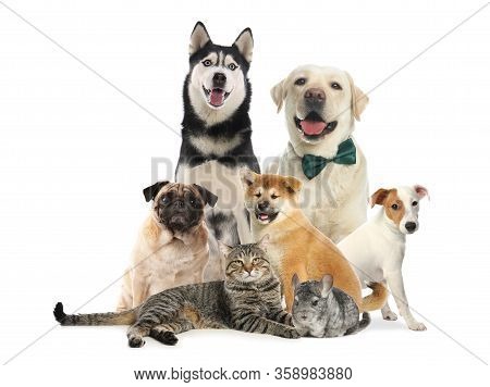 Group Different Pets Image & Photo (Free Trial) | Bigstock