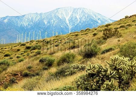 Chaparral Plants, Image & Photo (Free Trial) | Bigstock