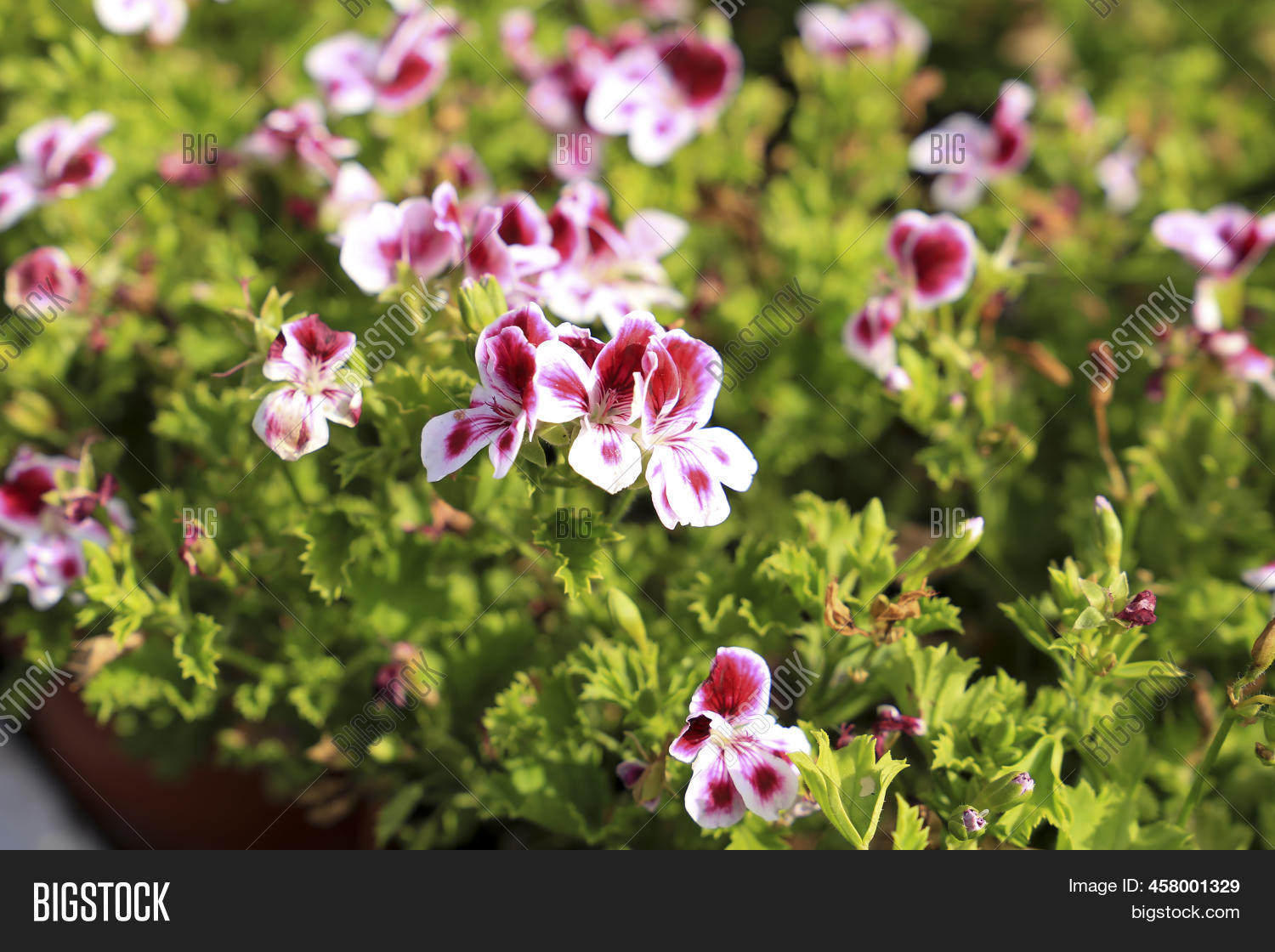 Beautiful Scented Image & Photo (Free Trial) | Bigstock
