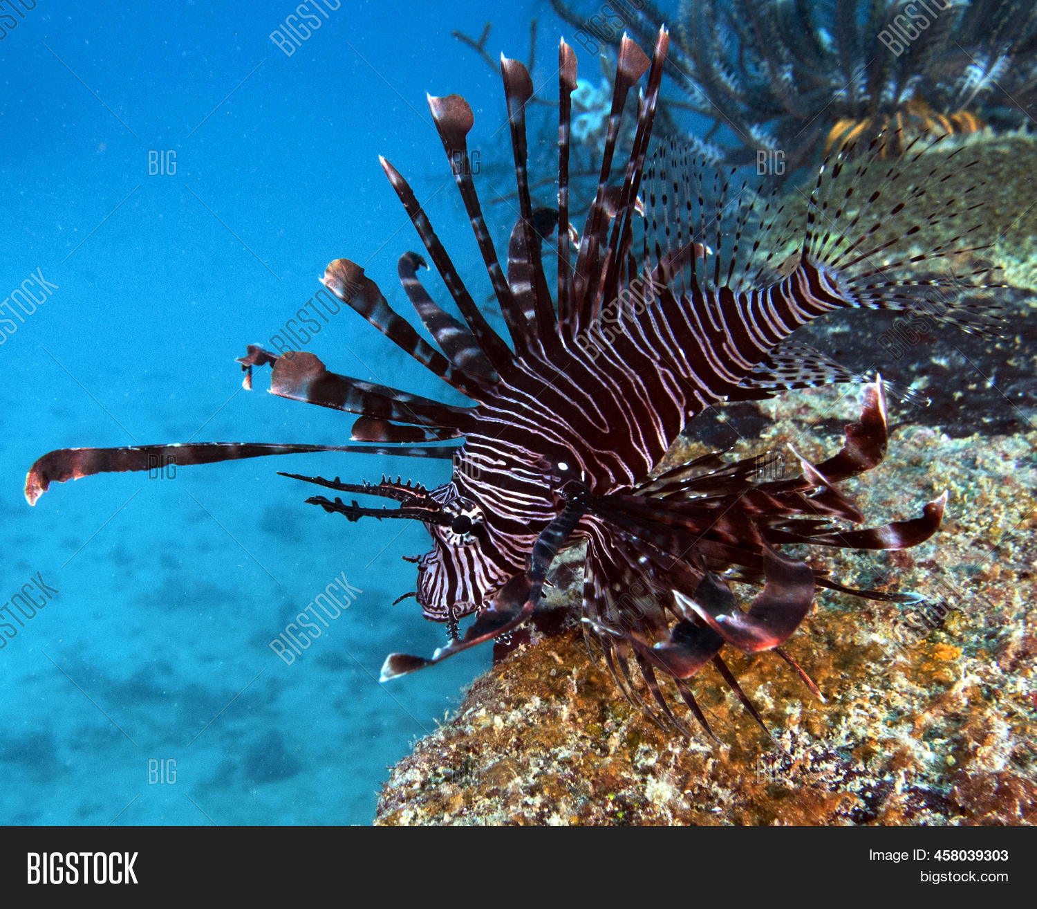 Luna Lionfish Swimming Image & Photo (Free Trial) | Bigstock