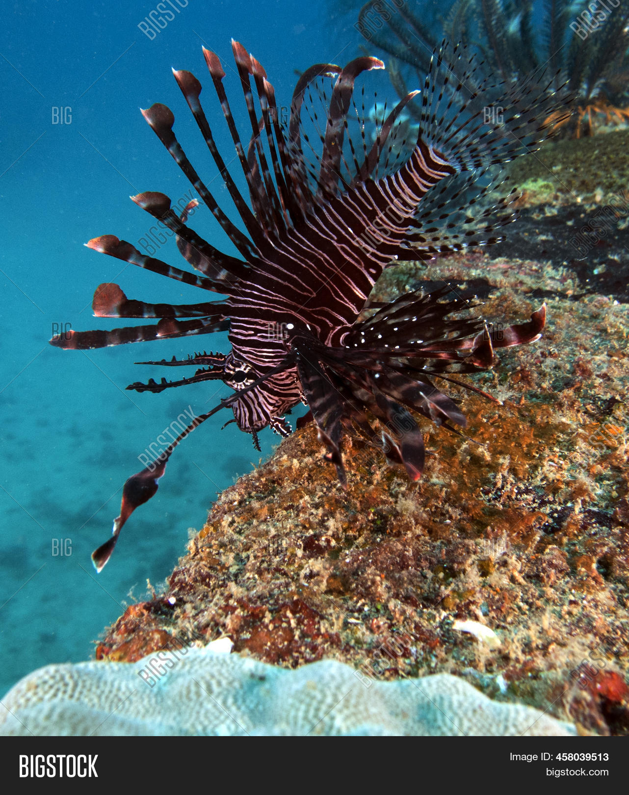 Luna Lionfish Swimming Image & Photo (Free Trial) | Bigstock