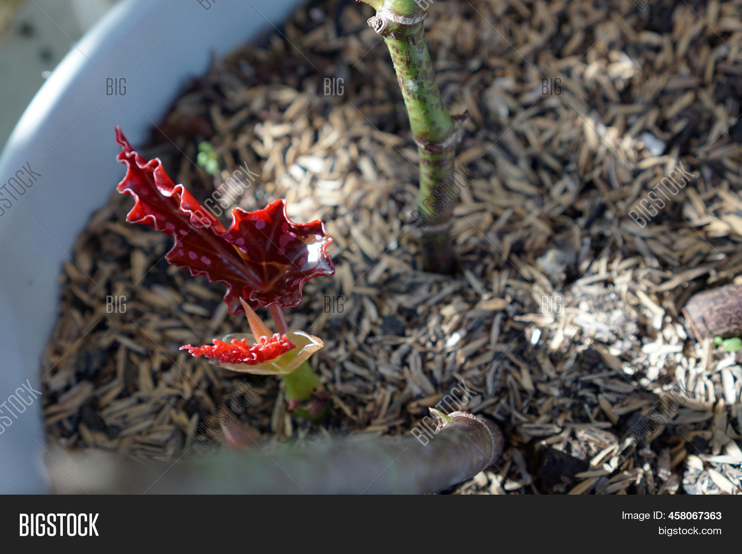 Moca Dot Begonia Plant Image & Photo (Free Trial) | Bigstock