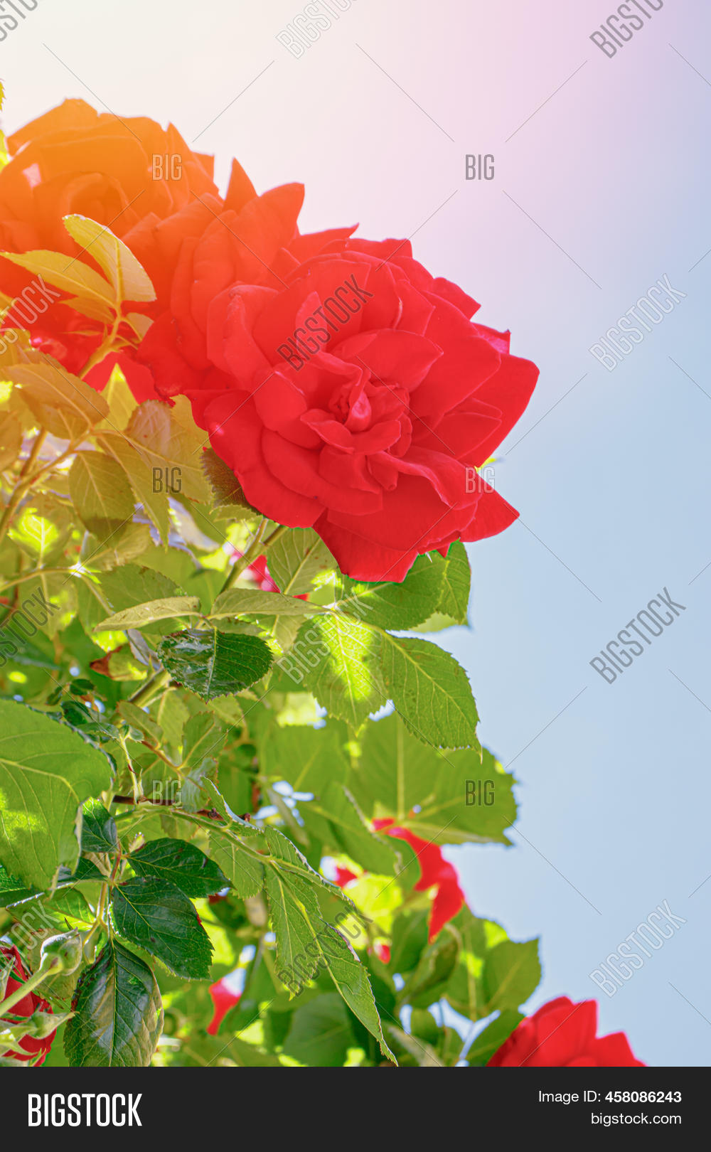 Bright Colors Sun- Image & Photo (Free Trial) | Bigstock