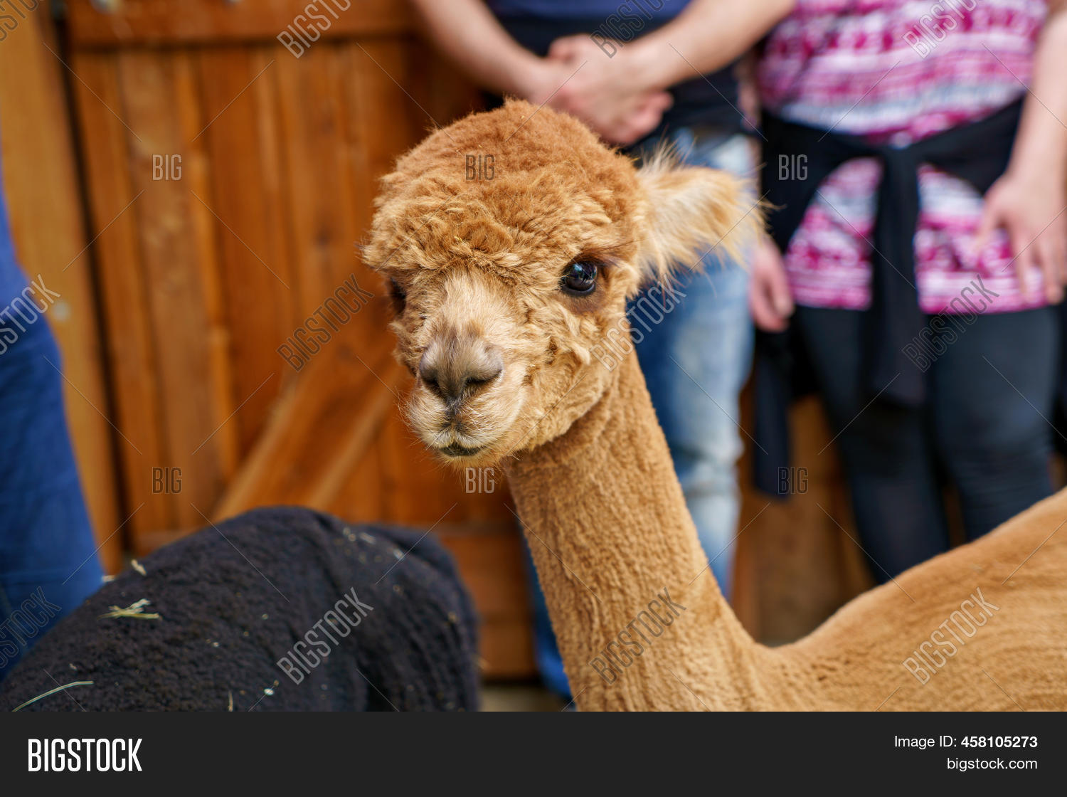 Cute Alpaca Llama Image & Photo (Free Trial) | Bigstock
