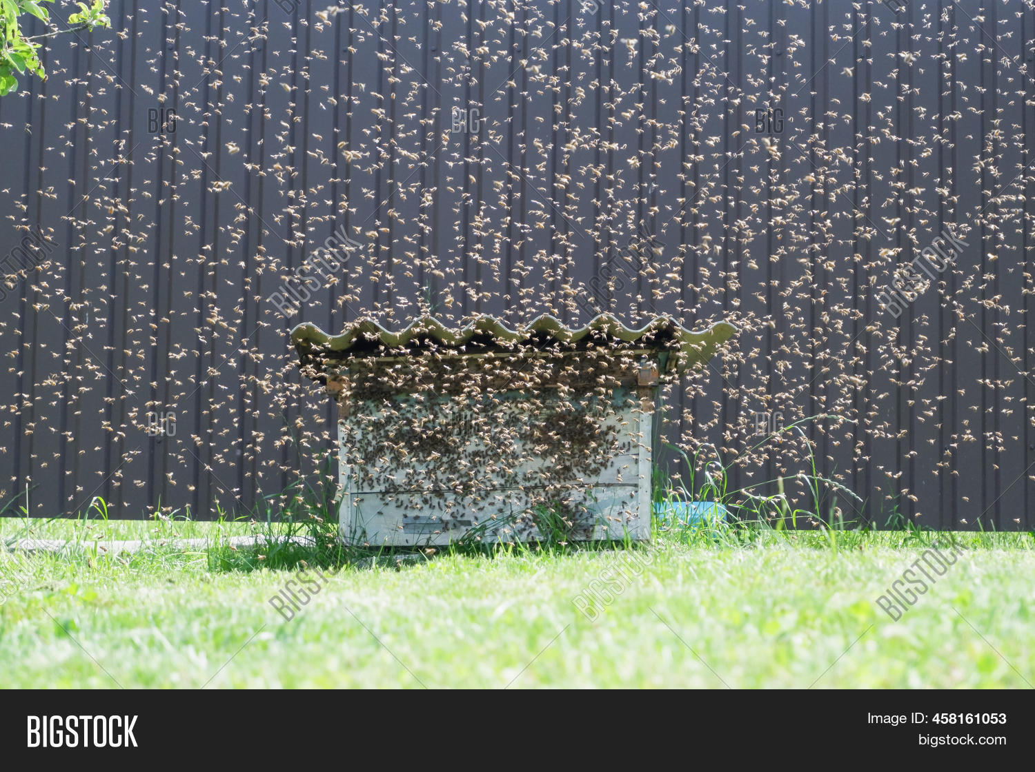 Large Swarm Bees Flies Image & Photo (Free Trial) | Bigstock