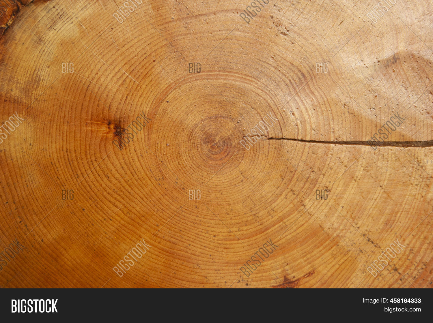 Tree Rings Old Image & Photo (Free Trial) | Bigstock