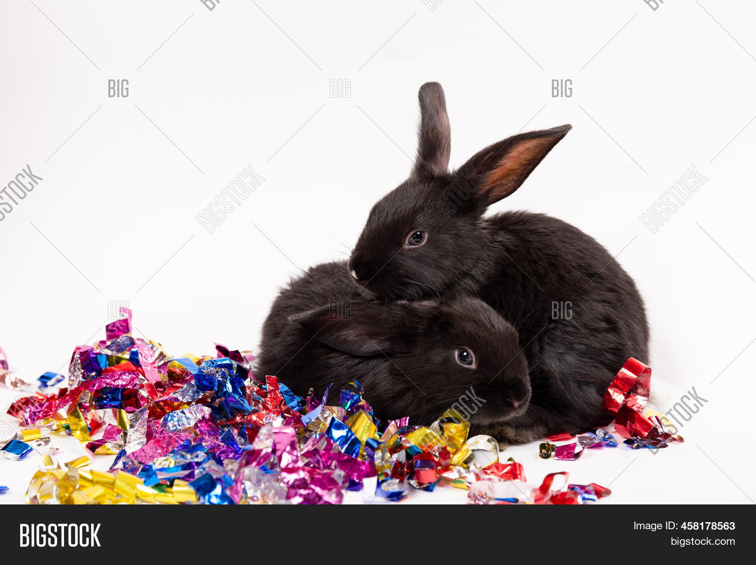 Two Black Rabbits Sit Image & Photo (Free Trial) | Bigstock