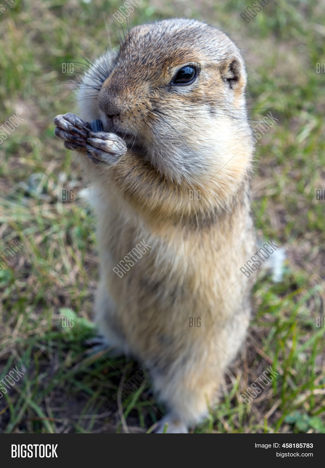Gopher Standing On Image & Photo (Free Trial) | Bigstock