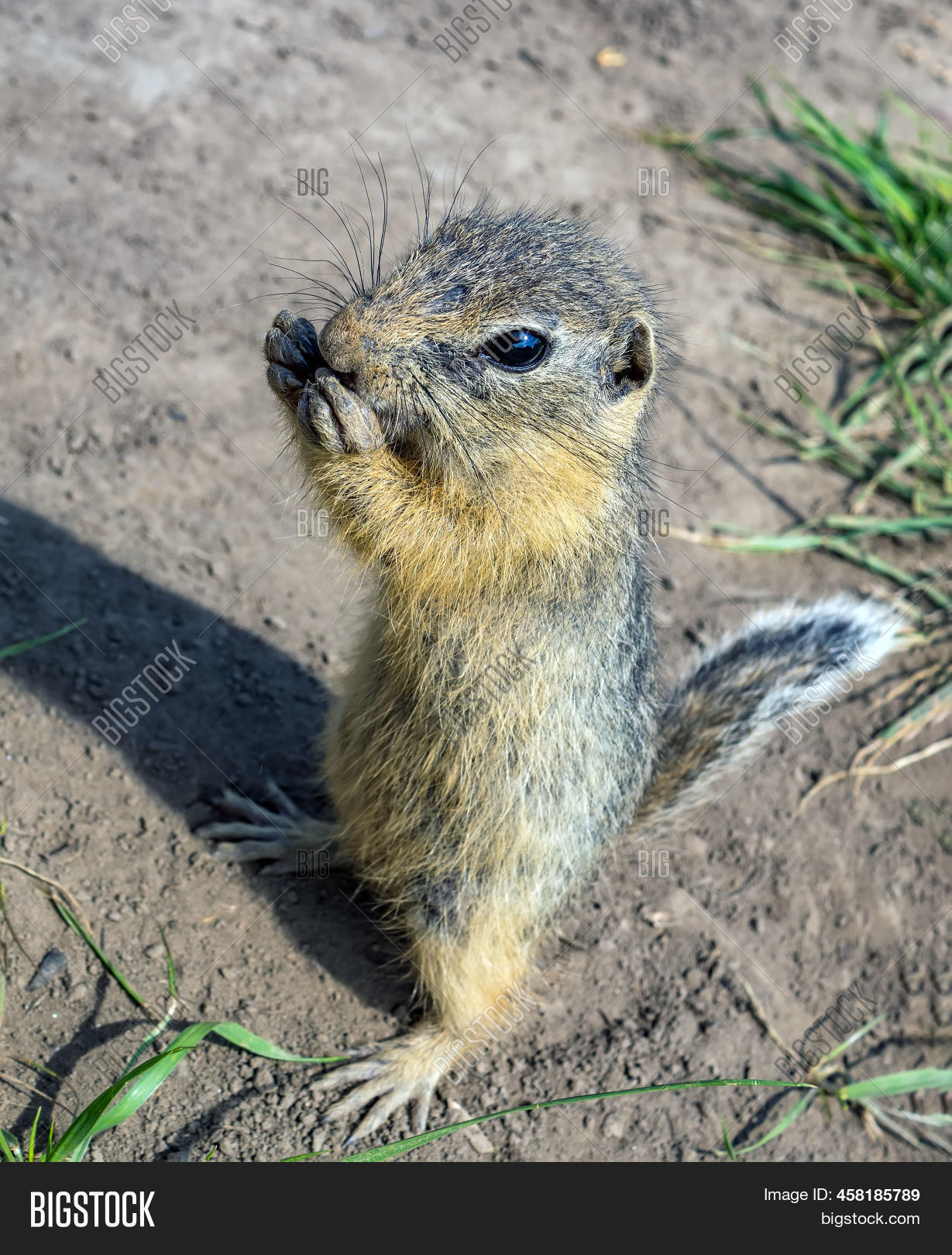 Gopher Standing On Image & Photo (Free Trial) | Bigstock