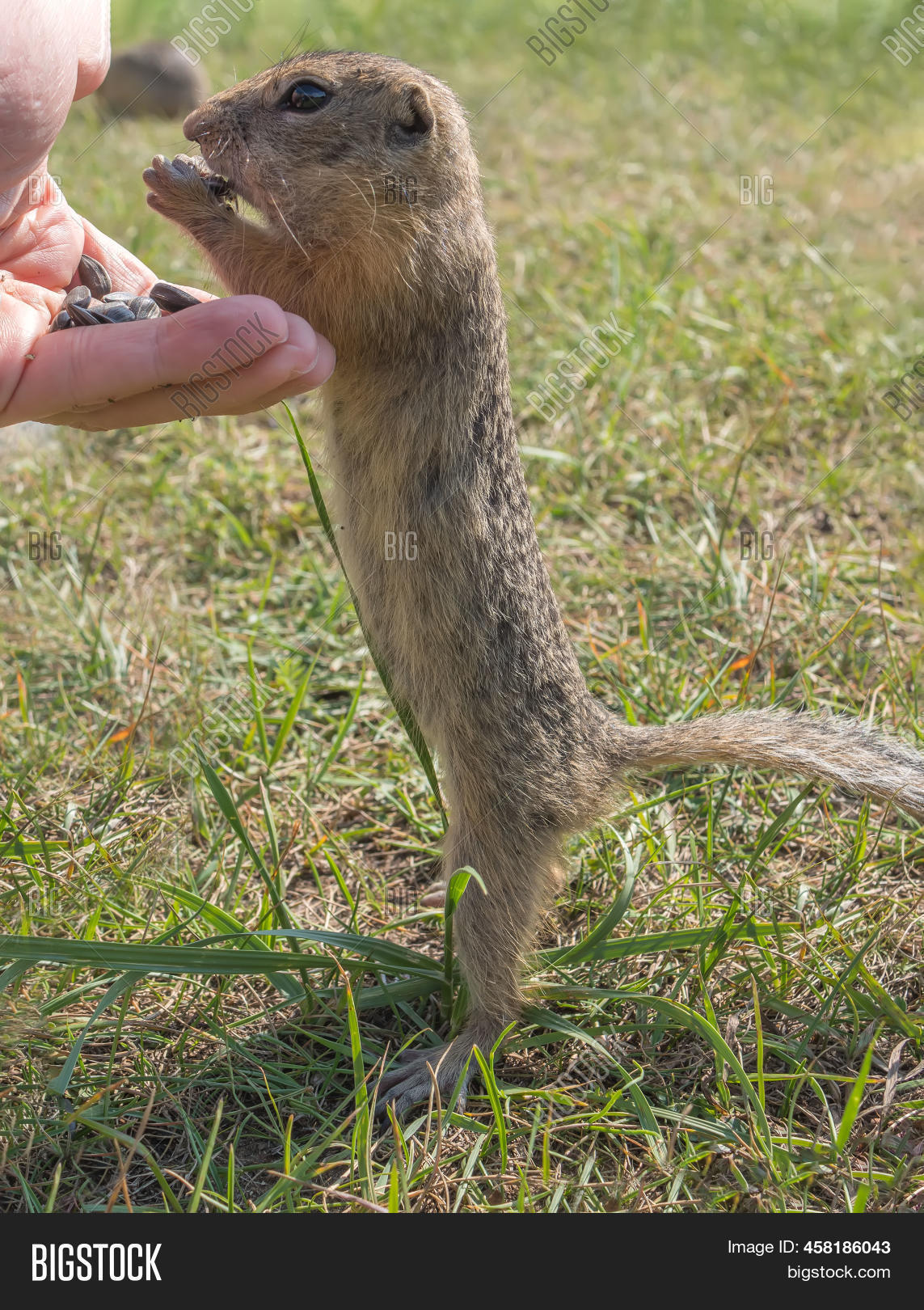 Gopher Standing On Image & Photo (Free Trial) | Bigstock