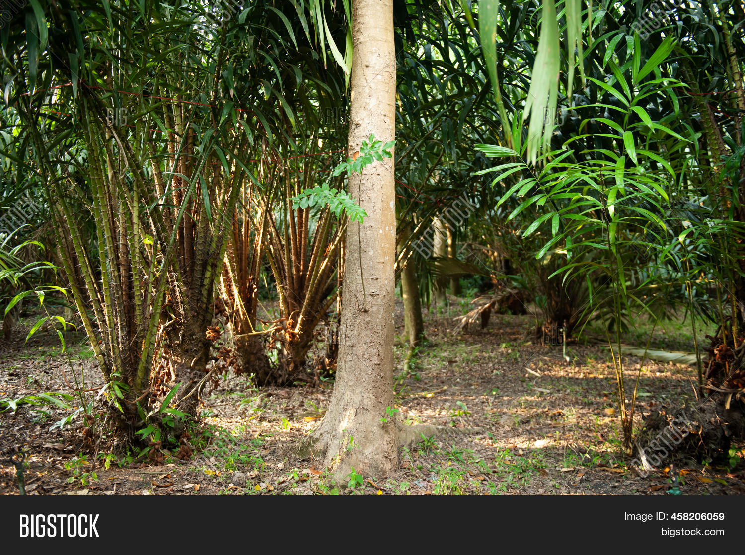 Agarwood Trees Orchard Image & Photo (Free Trial) | Bigstock