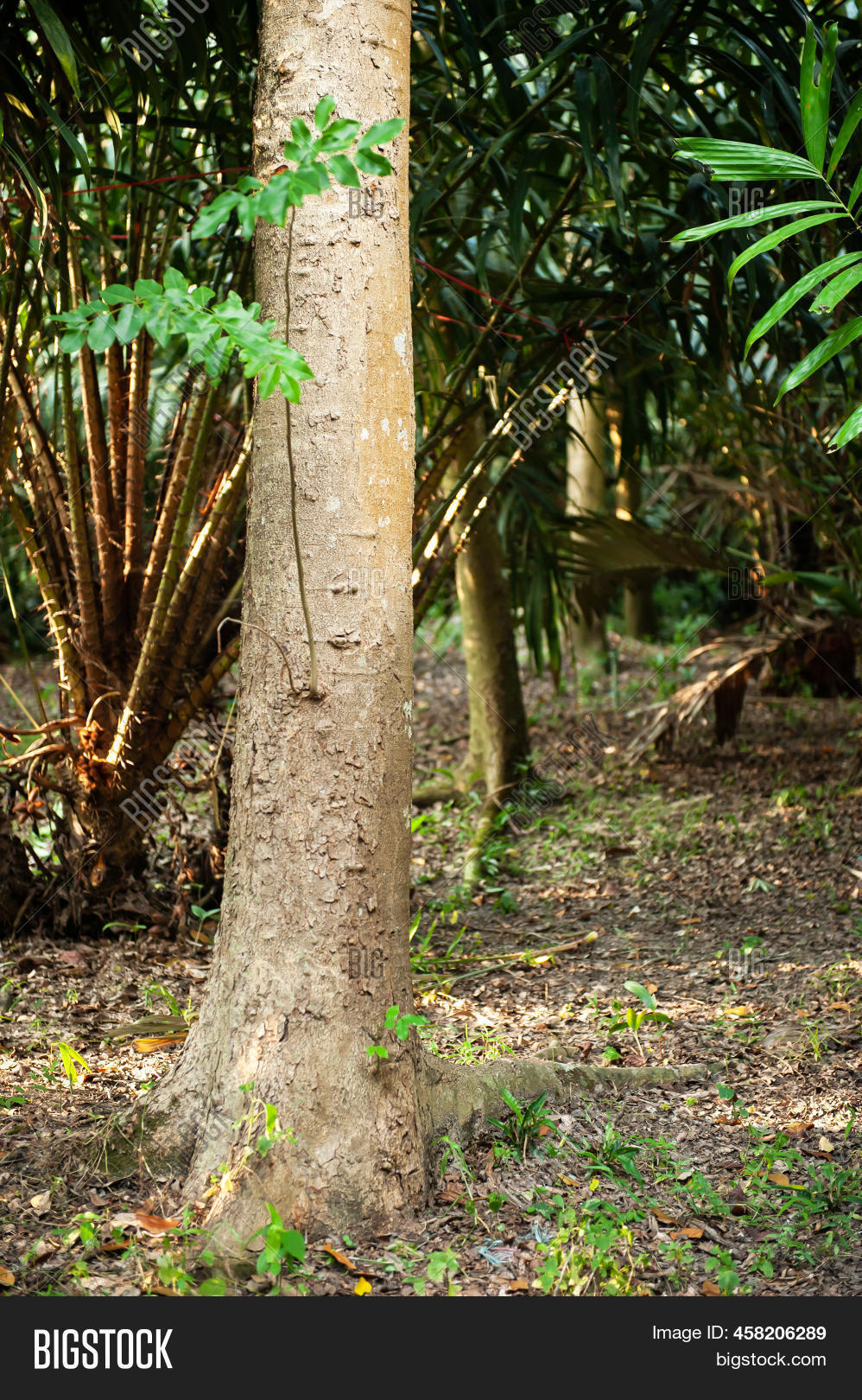 Agarwood Trees Orchard Image & Photo (Free Trial) | Bigstock