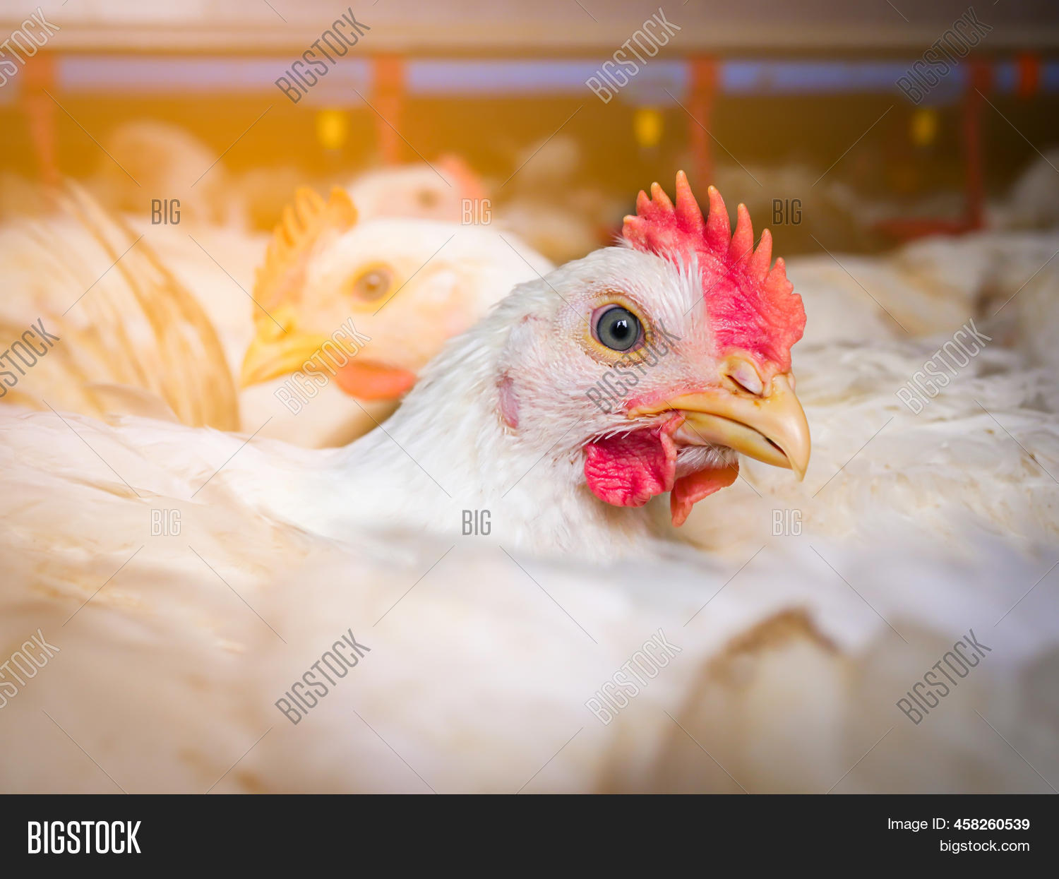 Close White Chicken Image & Photo (Free Trial) | Bigstock