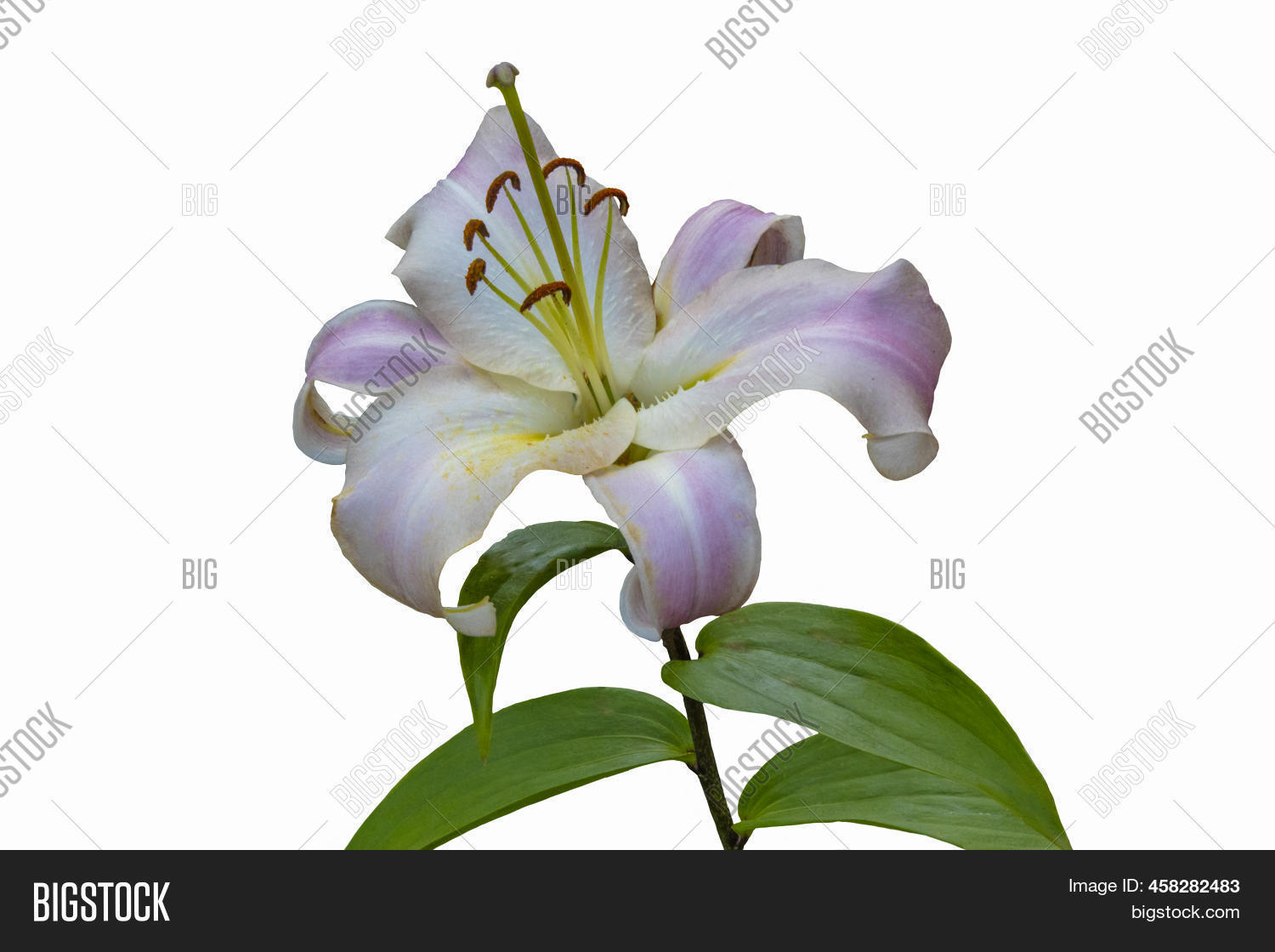 Beautiful White Lily Image & Photo (Free Trial) | Bigstock