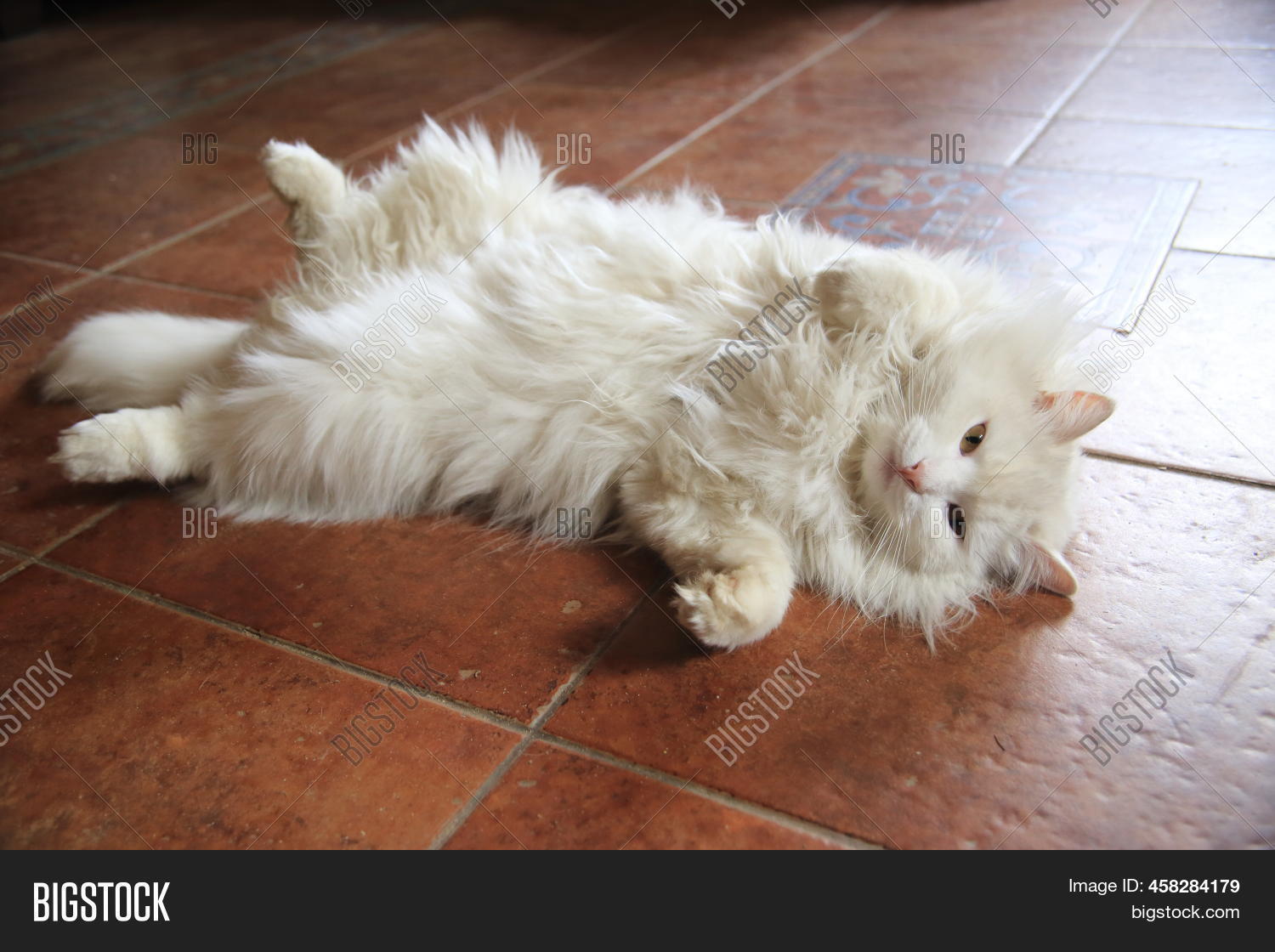 White Fluffy Angora Image & Photo (Free Trial) | Bigstock