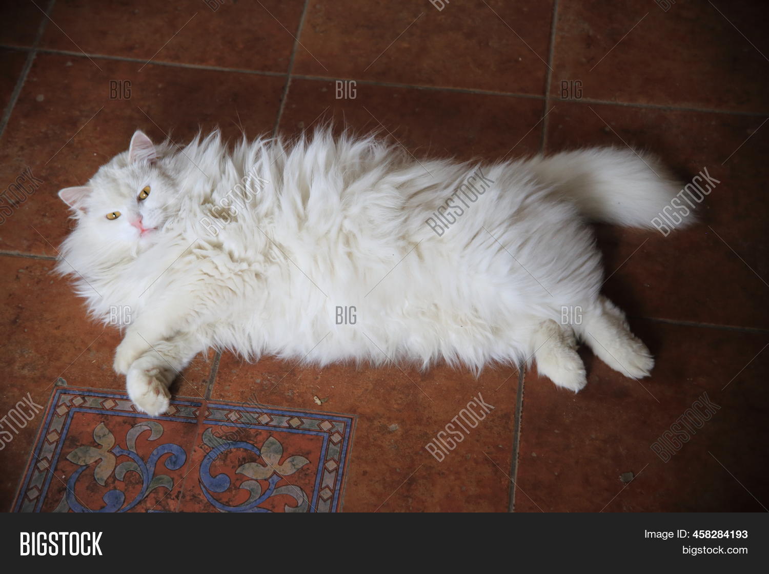White Fluffy Angora Image & Photo (Free Trial) | Bigstock