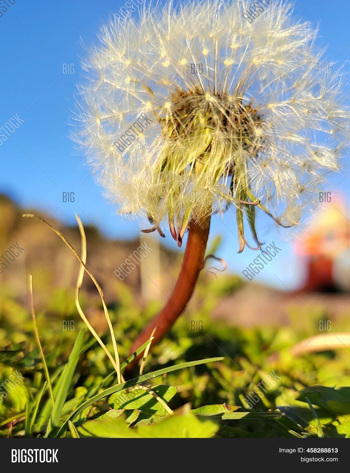 Beautiful White Image & Photo (Free Trial) | Bigstock