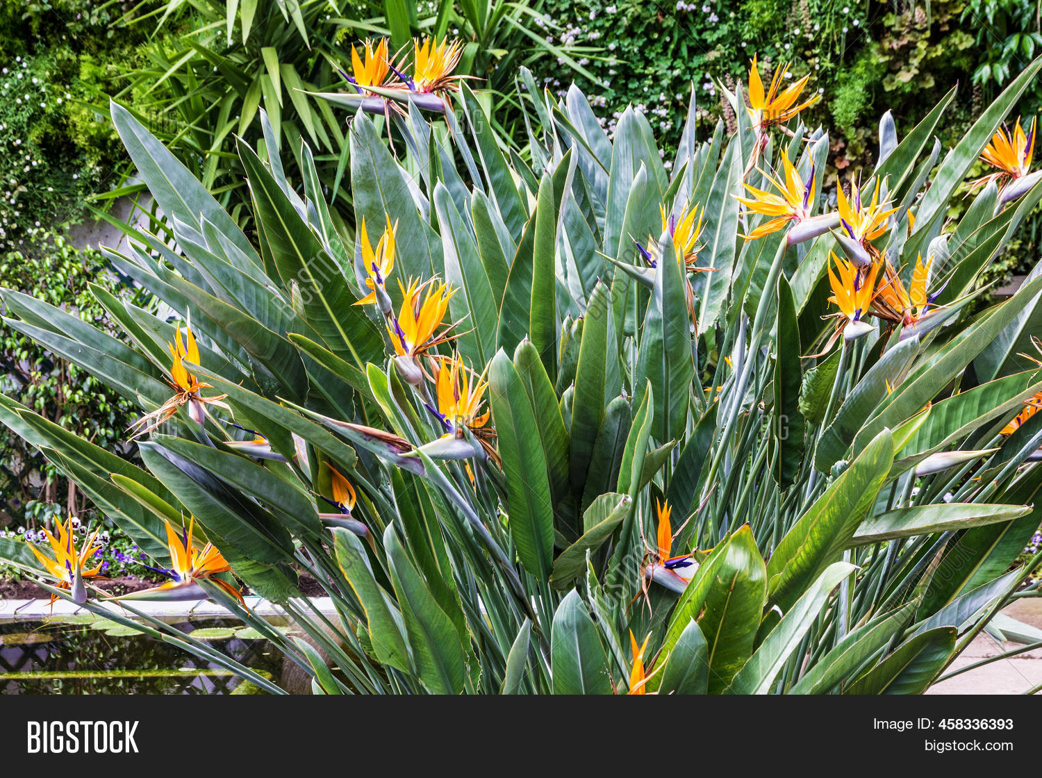 Strelitzia Orang Image & Photo (Free Trial) | Bigstock