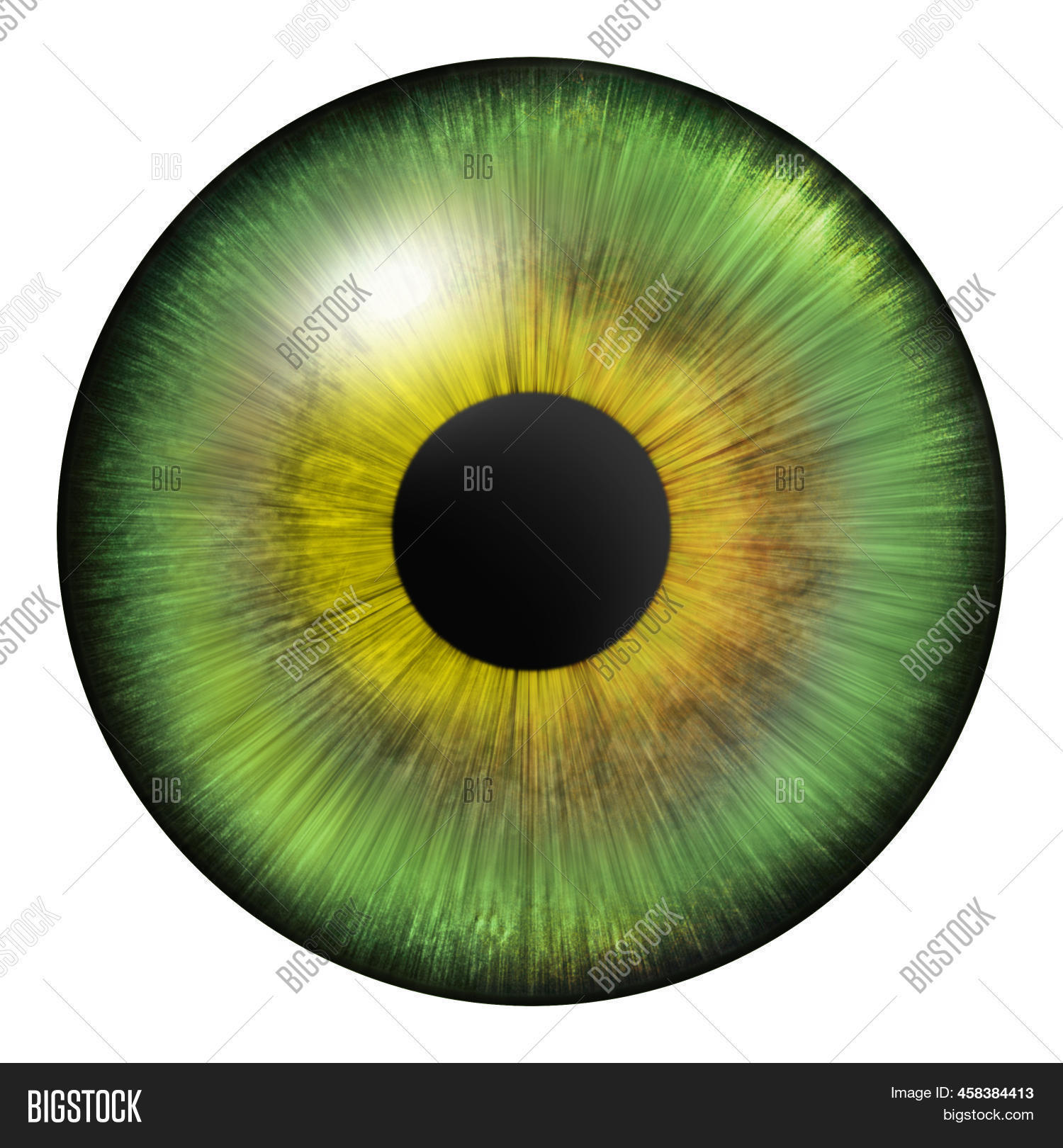 Iris Eye. Human Iris. Image & Photo (Free Trial) | Bigstock