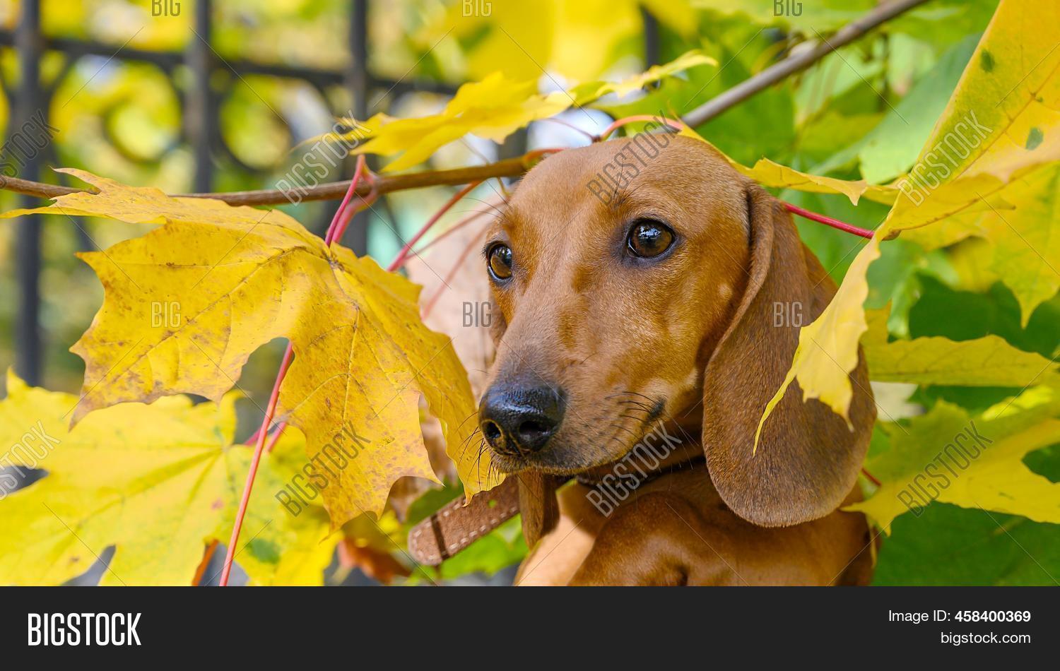 Cute Puppy Red Hunting Image & Photo (Free Trial) | Bigstock